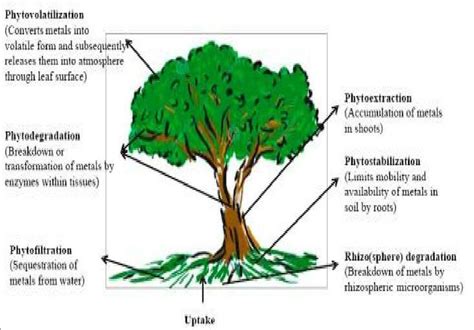 The Different Techniques Of Phytoremediation Massino Et Al 2020