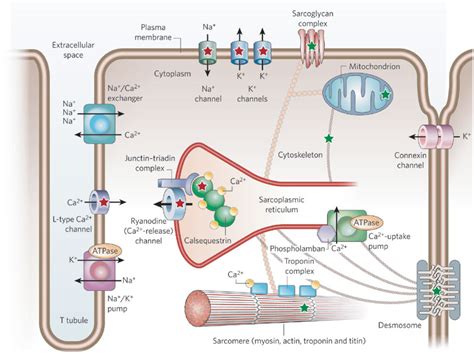Contraction Coupling In Cardiac Myocytes At Jaime Cardenas Blog