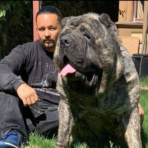 Molossus Dog