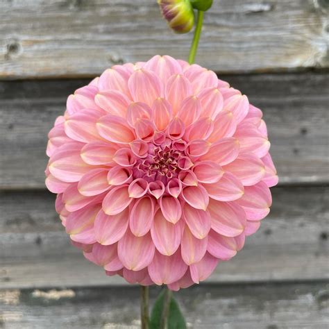 Shop Dahlia Tubers Dahlias Of Australia 44