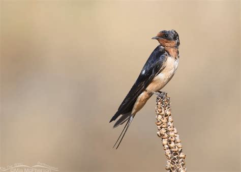 Que Es Swallow At Edith Corlett Blog