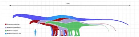 Apatosaurus Prehistoric 101