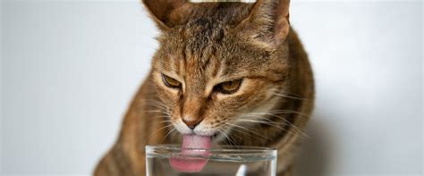 Cat Dehydration Symptoms And How To Act