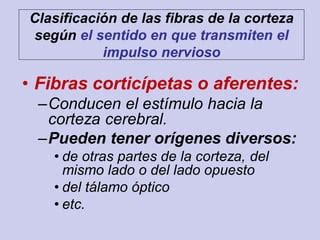 Histología De Cerebro Y Embriologia 24pdf