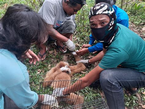 Report To Us Sumeco Sumatra Ecoproject Bukit Lawang North Sumatra