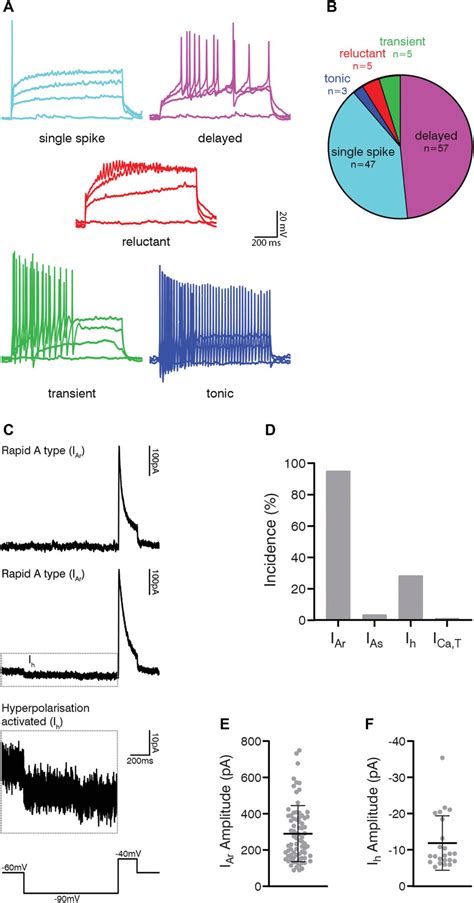 Action Potential Firing Patterns And Subthreshold Voltage Activated Download Scientific Diagram