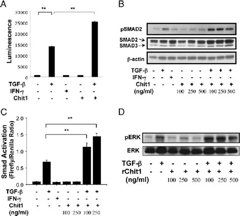 Chit1 Increases Tgf B Signaling A Mv1lu Cells Were Stimulated With Download Scientific