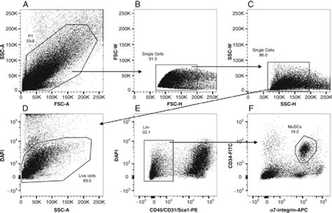 Muscle Stem Cell Extraction By Cell Sorting Gating Strategy To Sort Download Scientific