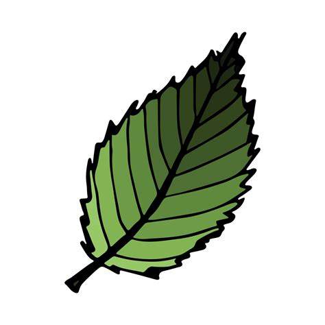 Vector Cherry Leaf Clipart Hand Drawn Plant Illustration 10873423 Vector Art At Vecteezy