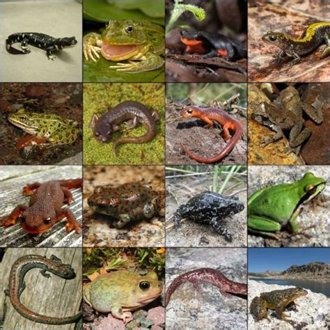 California Amphibians Identification Quiz By Desertraccoon
