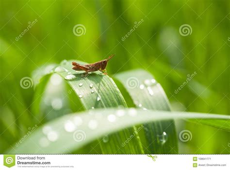 Grasshopper On Grass And Rain Drops Stock Image Image Of Invertebrate