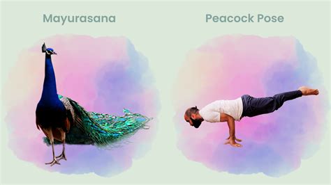 Master The Peacock Pose Mayurasana Benefits Steps And Tips