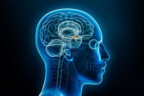 30 Facts About Luteinizing Hormone Releasing Hormone