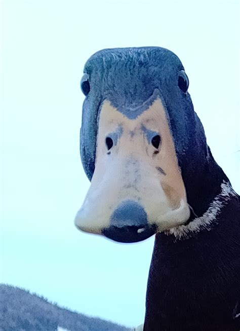 My Derpy Duck Rduck
