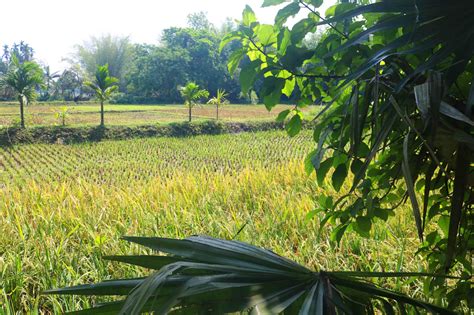 Dhaner Photography In Bangladesh Masterbundles