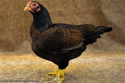 Cornish Chicken Breed Profile Backyard Poultry