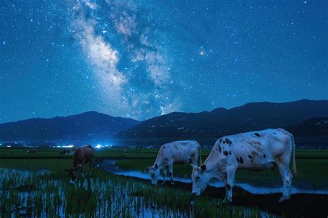 Livestock Farm Night Images Free Download On Freepik