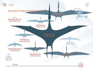 Pterodaustro Size
