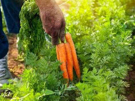 Agave Root System Are Agave Roots Invasive Explained Leafyjournal