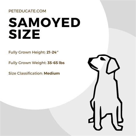 Samoyed Size Chart