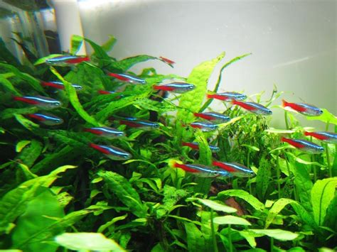 Neon Tetra Tank