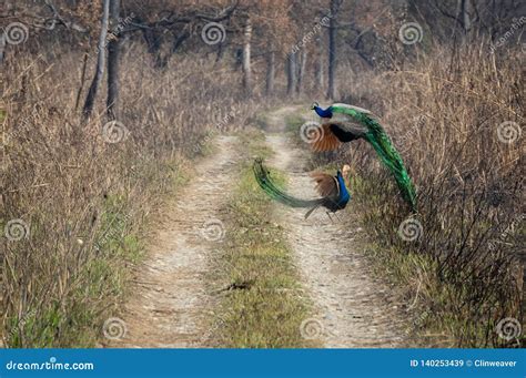 Peacock Fight In Breeding Season Stock Image Image Of Blue Peafowl