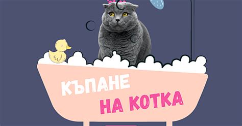 Къпане на котка – нужно ли е и как да се справим? - Зоомагазин ZooStore