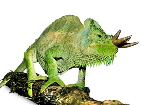 Four Horned Chameleon For Sale Reptiles For Sale