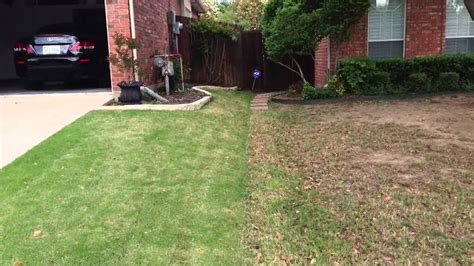 What Is The Most Shade Tolerant Zoysia Grass At Diane Straub Blog