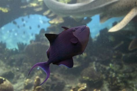Niger Triggerfish The Ultimate Care Guide For 2024 Aquariums For