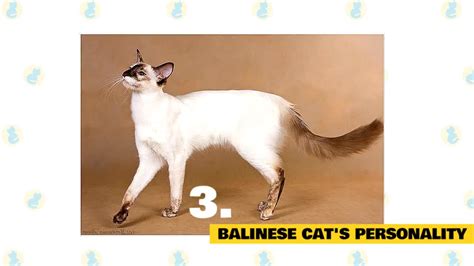 Balinese Cats 101 Fun Facts And Myths