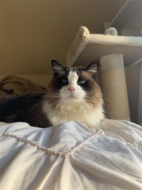 My Sweet Loki Girl Shes 14 Years Old And Can No Longer Clean Her Own