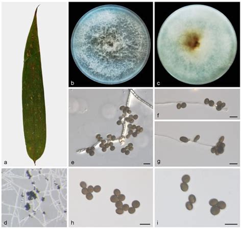Three New Species Of Apiospora Amphisphaeriales Apiosporaceae On