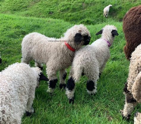 About The Breed Valais Blacknose Sheep Cheshire