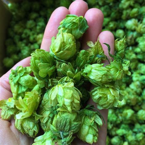 Cluster Hops Wilde Hop In De Herfst Stock Afbeelding Image Of