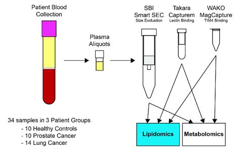Outline Of Sample Collection Storage Exosome Extraction And Omic
