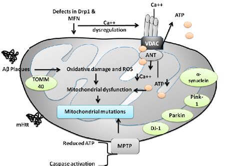 Diagrammatic Representation Of The Pathways Involved In Mitochondrial Download Scientific