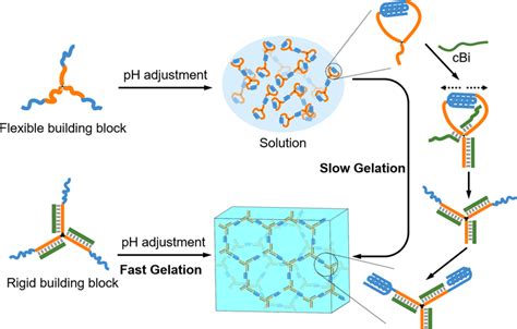 Schematic Of The Gelation Pathways Of Flexible Or Rigid Building