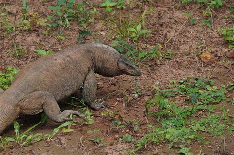 6 Habitat Utama Biawak Jangan Sembarangan Dirusak Idn Times