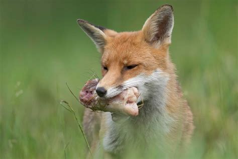 Red Fox Diet Guide How To Feed Them The Right Way