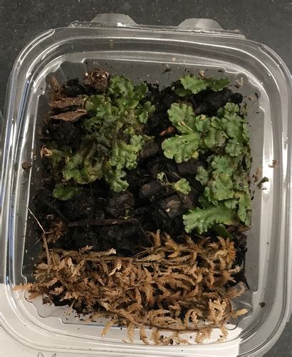 Plants Flashcards Quizlet