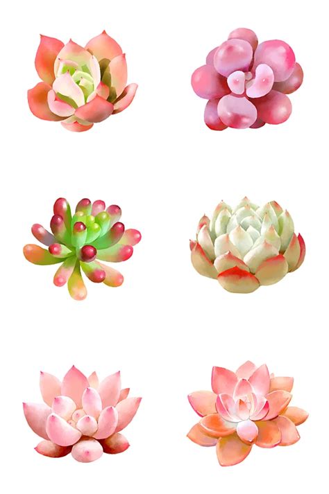 多肉植物 花瓣网