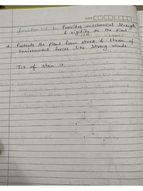 From Function Of Sclerenchyma Pdf