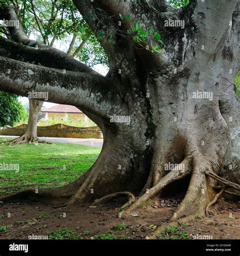 Trunk Branches And Roots Of Ficus Benjamina In A Botanical Garden Sri