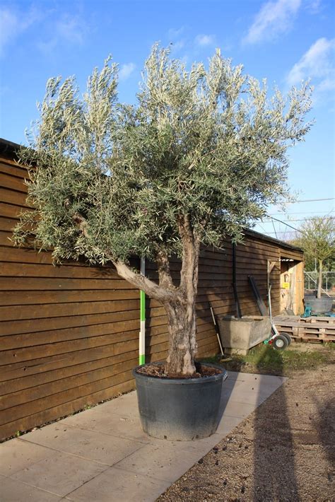 Mature Picual Olive Tree 50 To 75 Years Old No 233 Olive Grove