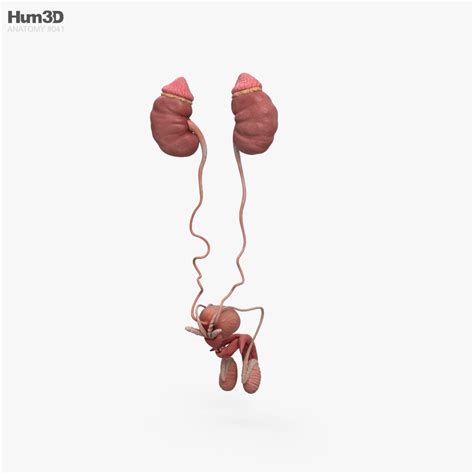 Male Urinary And Reproductive System 3d Model Download Anatomy On