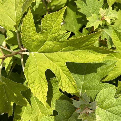 Oakleaf Hydrangea Hydrangea Quercifolia — Plant And Bloom Design Studio