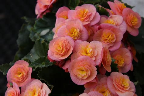 Begonia Flowers Pink Free Photo On Pixabay