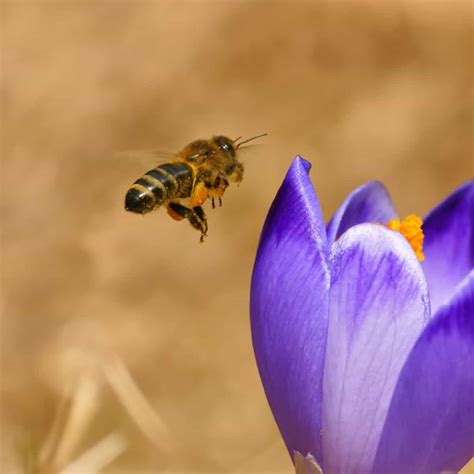 What Are Best Types Of Honey Bees Carolina Honeybees