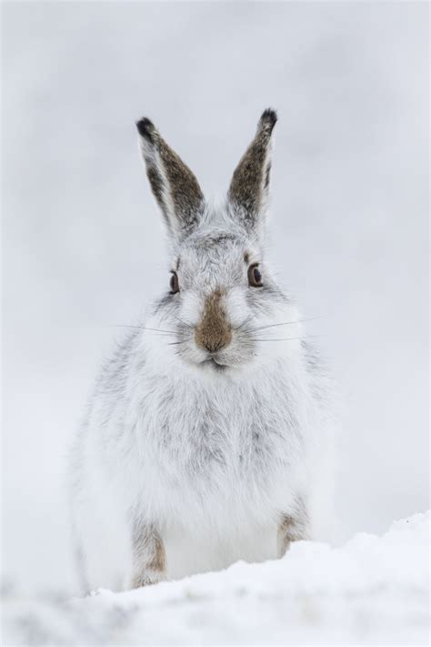 The Cute Faces Of Scotlands Mountain Hares Hold An Endless Fascination